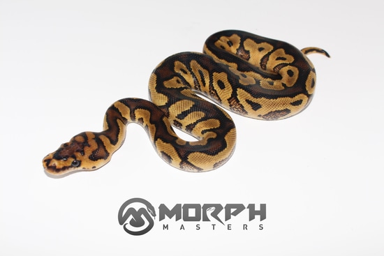 Yellowbelly Clown Ball Python by MorphMasters