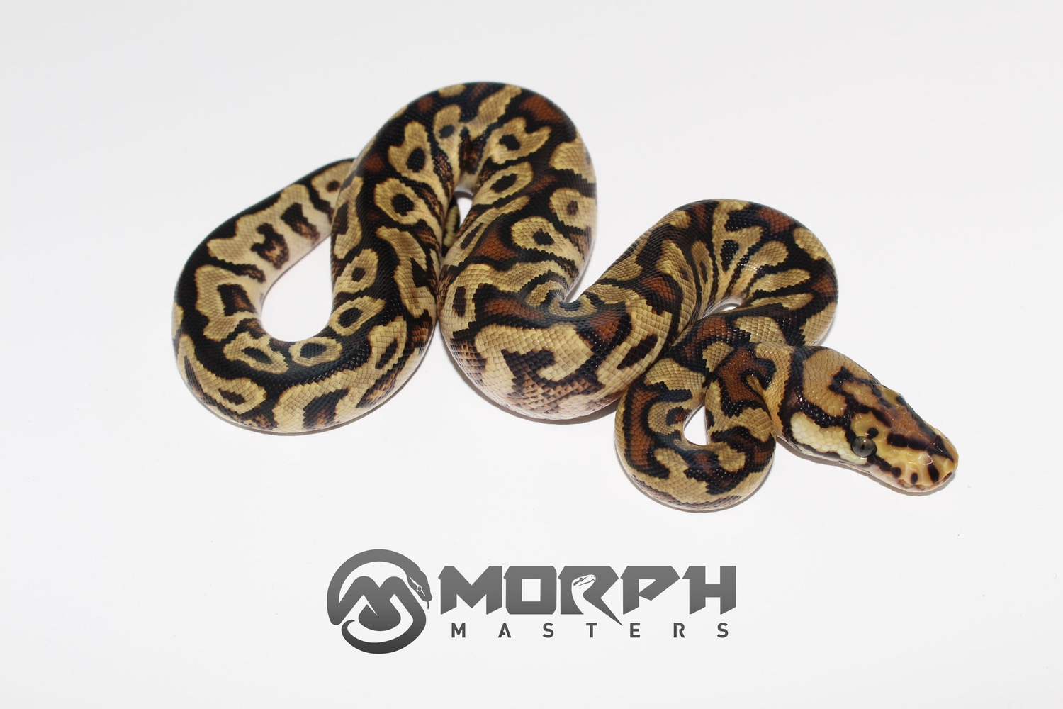 Spotnose Hurricane Clown Ball Python by MorphMasters - MorphMarket
