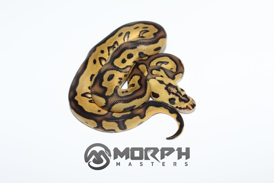 Pastel Enchi Leopard Hurricane Clown Ball Python by MorphMasters