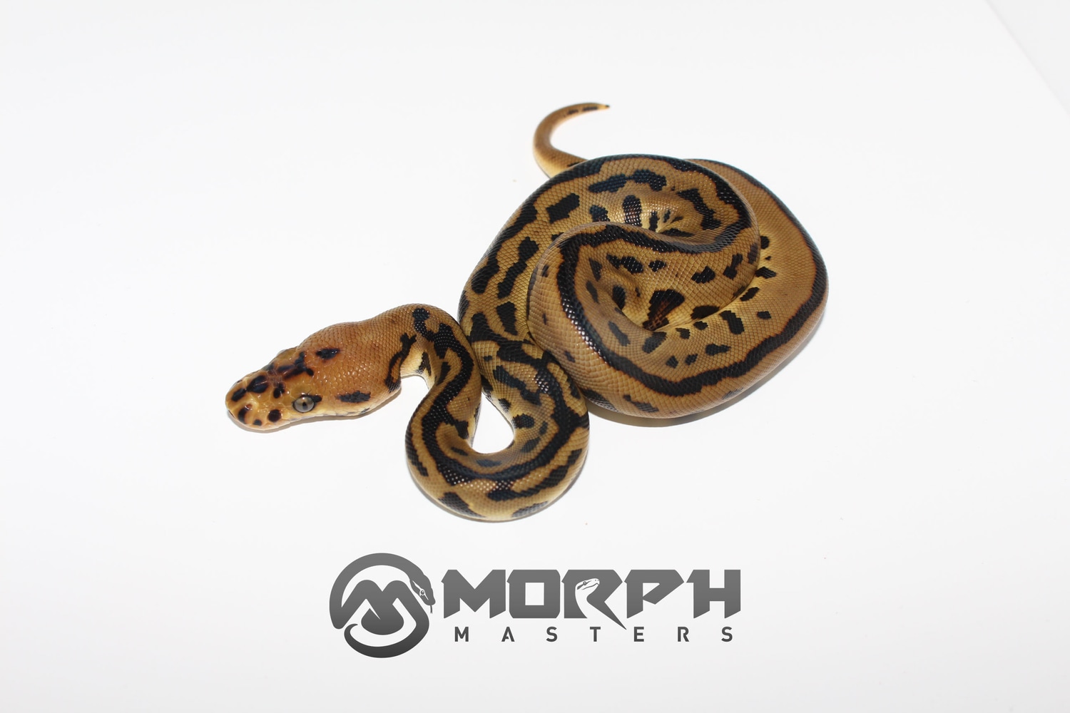Batman Female Ball Python by MorphMasters - MorphMarket