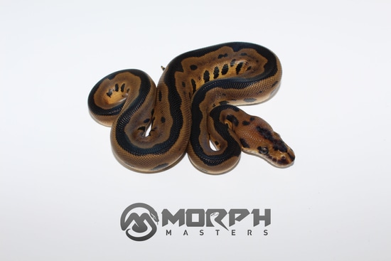 Leopard Clown Ball Python by MorphMasters