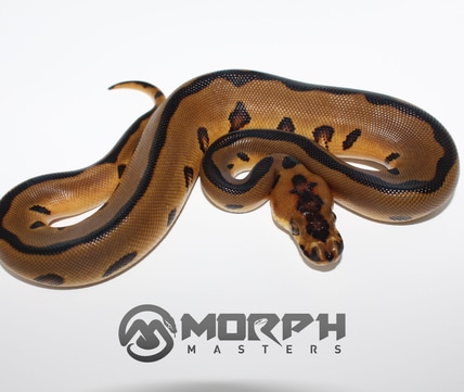 Black Pastel Chocolate Clown Ball Python by MorphMasters - MorphMarket
