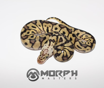 Enchi Fire YB Clown (Pos RS) Ball Python by MorphMasters - MorphMarket