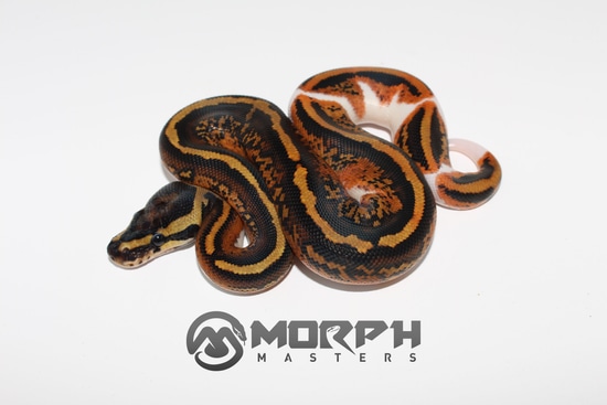 Yellowbelly Pied Het Clown Ball Python by MorphMasters