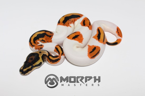 ODYB Pied Het Clown Ball Python by MorphMasters