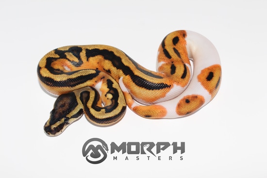 OD Pied Het Clown Ball Python by MorphMasters