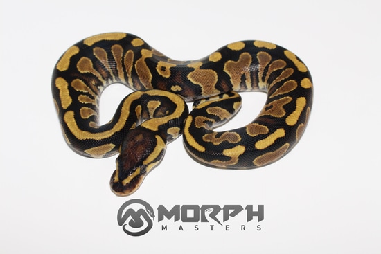 Yellowbelly Dbl Het Clown Pied Ball Python by MorphMasters