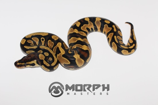 ODYB Dbl Het Clown Pied Ball Python by MorphMasters