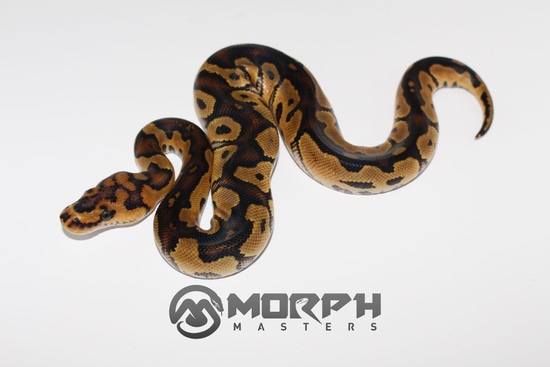 Clown Ball Python by MorphMasters