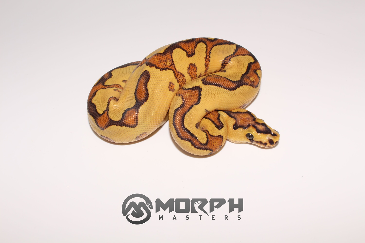 Enchi Fire YB Clown (Pos RS) Ball Python by MorphMasters - MorphMarket