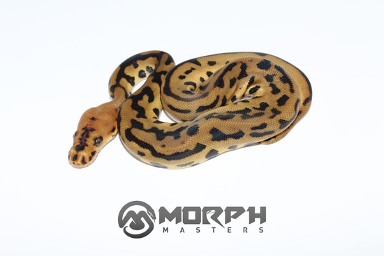 RTB Batman Dbl Het Desert Ghost G-Stripe Ball Python by MorphMasters