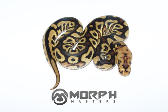 Spotnose Clown Het Desert Ghost 50% Het Genetic Stripe 50% Het Piebald ...