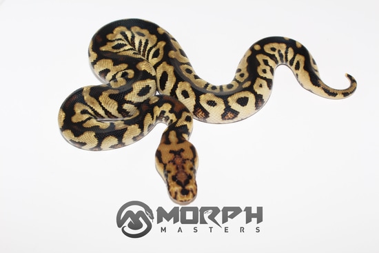 Spotnose Clown 100% Het DG 100% Het G-Stripe Ball Python by MorphMasters