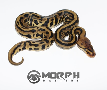 Firefly Leo Clown Het DG 50% Het Gstripe Ball Python by MorphMasters - MorphMarket