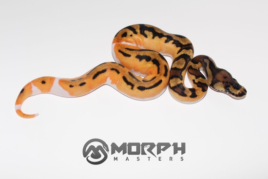 OD Clown Pied Ball Python by MorphMasters