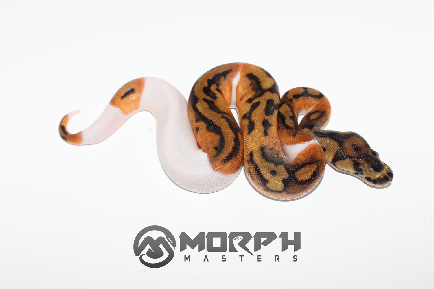 Clown Pied Ball Python by MorphMasters - MorphMarket
