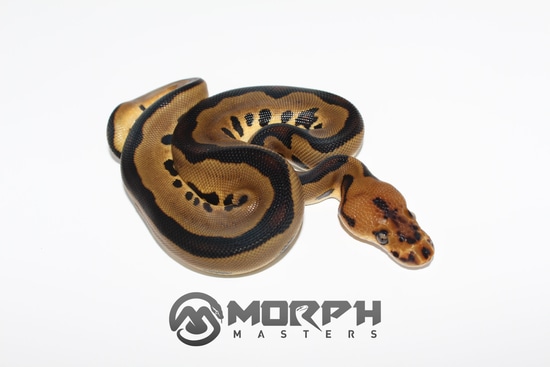 RTB Leopard Clown Dbl Het Desert Ghost G-Stripe Ball Python by MorphMasters