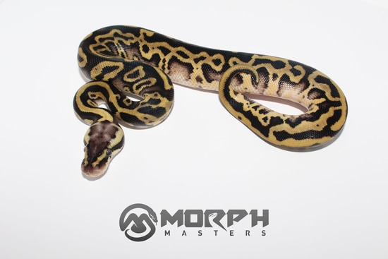 Leopard Pastel Het Clown Het Desert Ghost 50% Het Genetic Stripe 50% ...