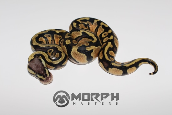 Pastel Het Clown Het Desert Ghost 50% Het Genetic Stripe 50% Het Piebald Ball Python by MorphMasters