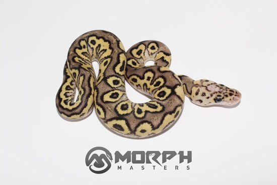 FireFly Hurricane Clown Ball Python by MorphMasters
