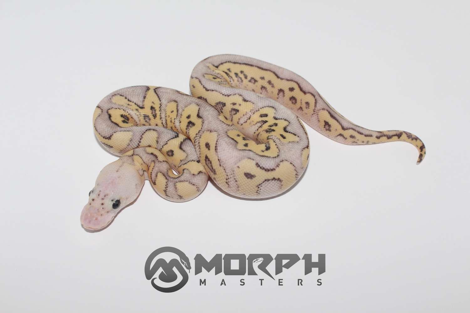 SuperFly Clown Ball Python by MorphMasters - MorphMarket