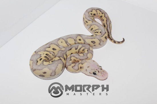 SuperFly Clown Ball Python by MorphMasters