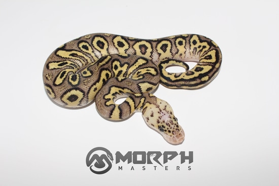 FireFly Hurricane Clown Ball Python by MorphMasters
