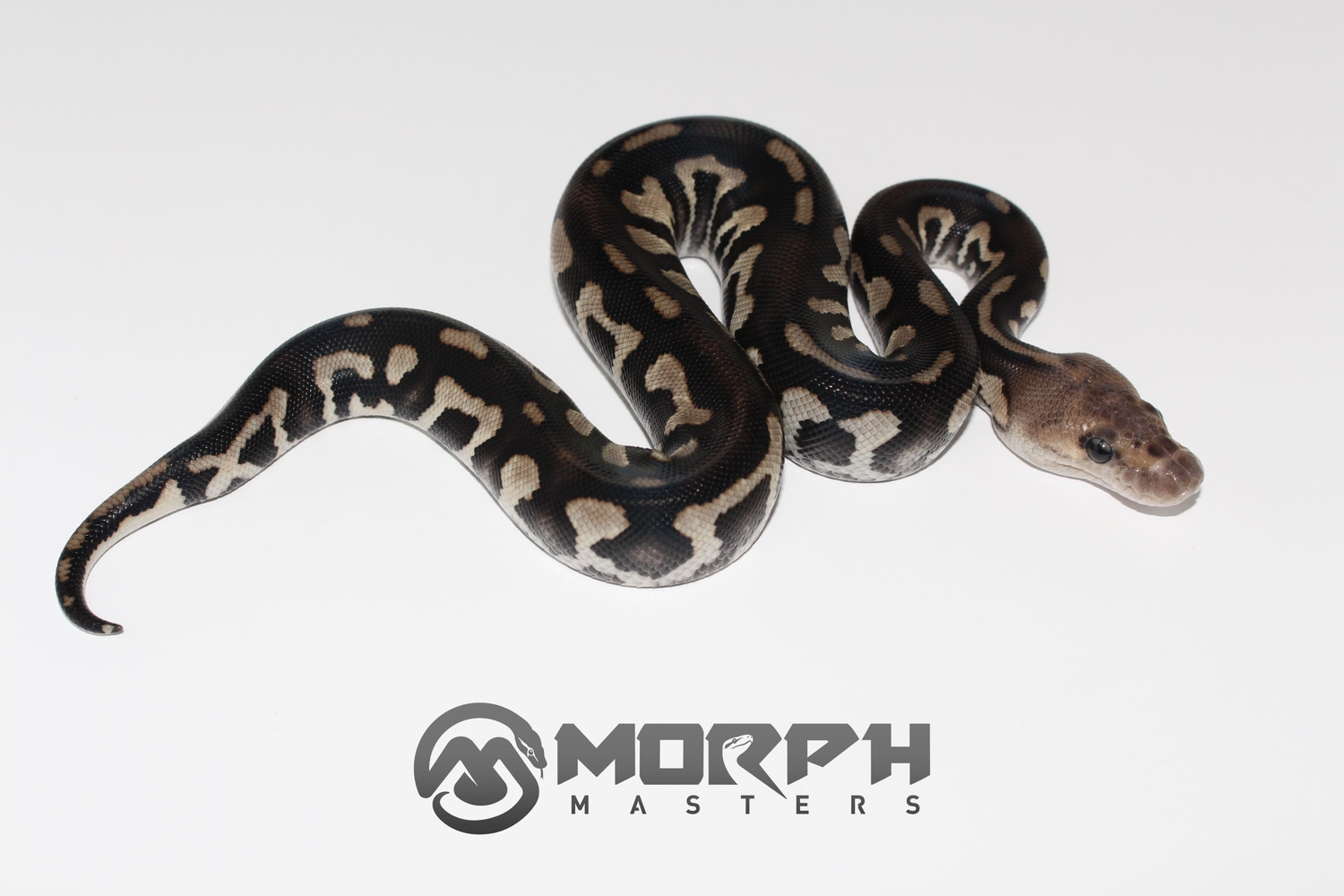 Cinnamon YB Dark Knight Ball Python by MorphMasters - MorphMarket