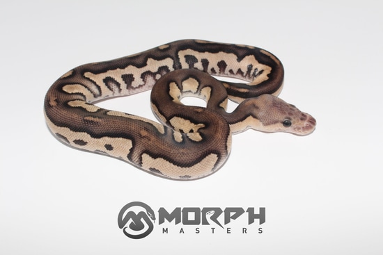 Fire Chocolate Cinnamon Clown Ball Python by MorphMasters