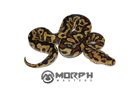 Spotnose Yellowbelly Redstripe Clown Ball Python by MorphMasters