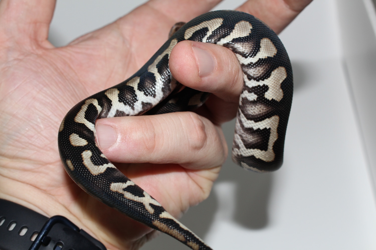 Cinnamon YB Dark Knight Ball Python by MorphMasters - MorphMarket