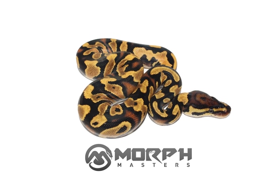 ODYB Dbl Het Clown Pied Ball Python by MorphMasters