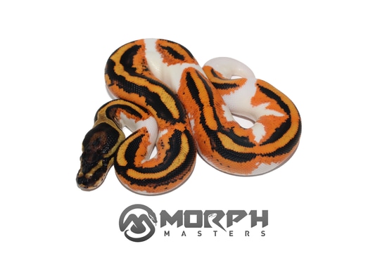 ODYB Pied Het Clown Ball Python by MorphMasters