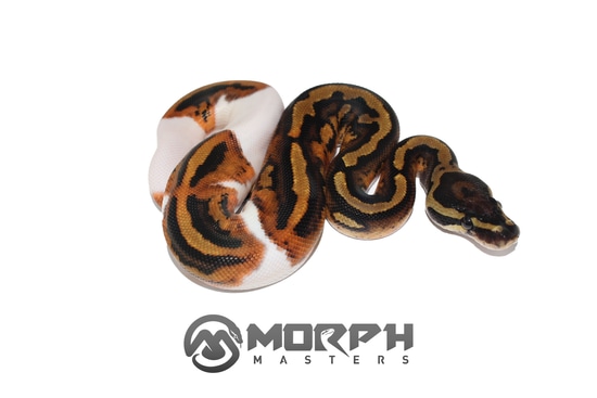 Pied Het Clown Ball Python by MorphMasters