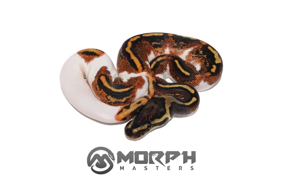 Yellowbelly Pied Het Clown Ball Python by MorphMasters