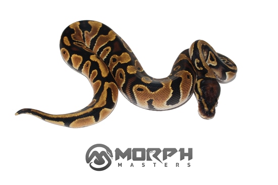 OD Dbl Het Clown Pied Ball Python by MorphMasters