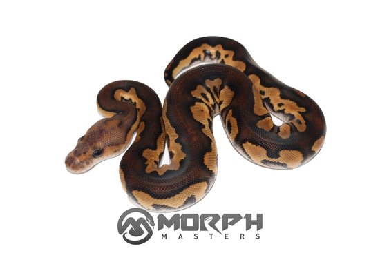 Black Pastel Chocolate Clown Ball Python by MorphMasters