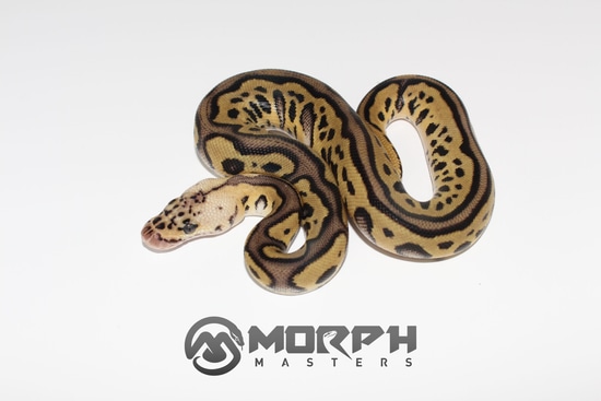Pastel Leopard Clown Dbl Het Desert Ghost G Stripe Ball Python by ...