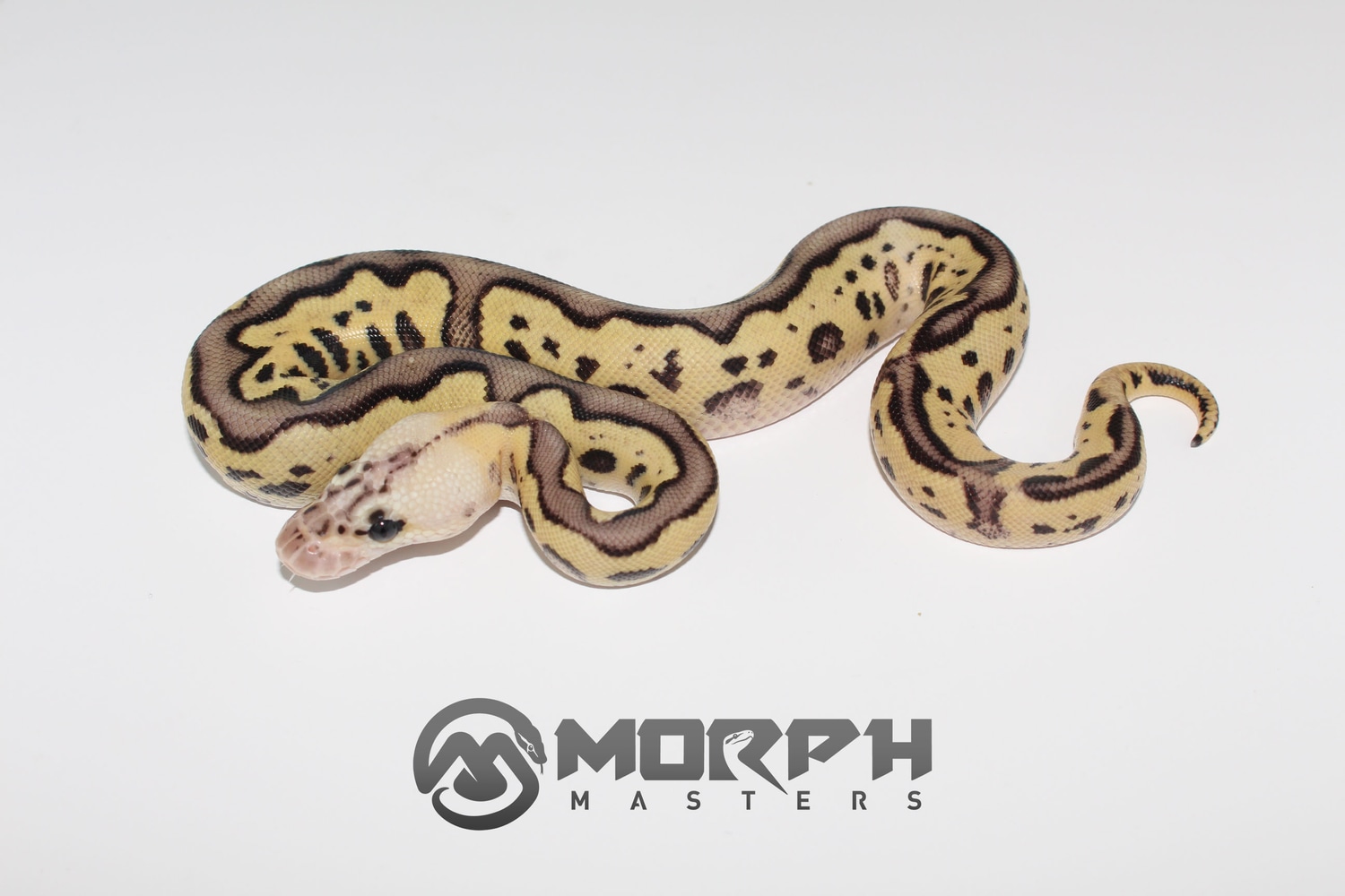 Firefly Leopard Clown Het Desert Ghost 50% Het Genetic Stripe 50% Het ...