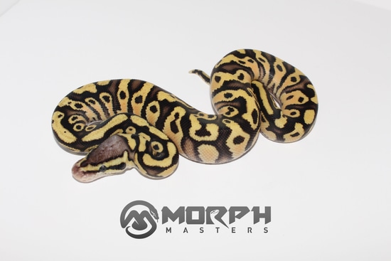 Firefly Hurricane Het Clown Ball Python by MorphMasters