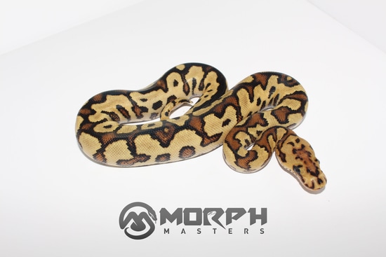 Fire Red Stripe Spotnose Clown Ball Python by MorphMasters