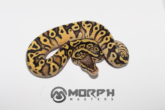 OD Firefly Hurricane Het Clown Ball Python by MorphMasters