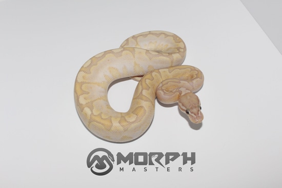 Banana Bamboo Ball Python by MorphMasters