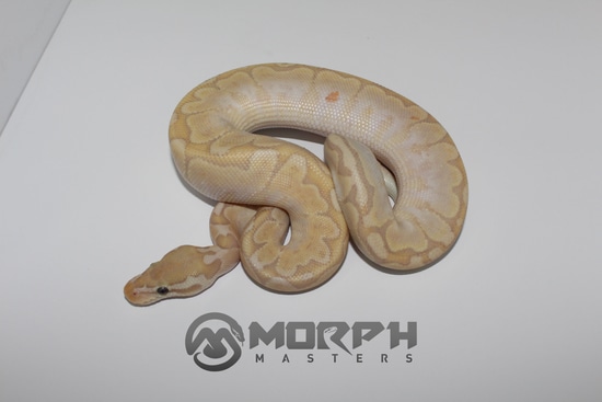 Banana Bamboo Ball Python by MorphMasters