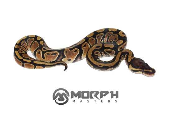 Double Het Clown Pied Ball Python by MorphMasters