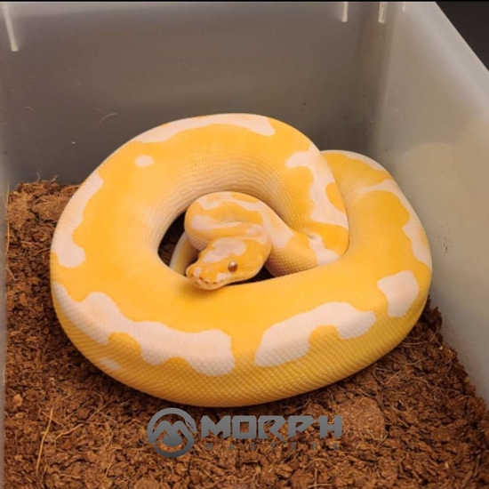 Proven Blade Lavender Albino Clown 100% Het Pied Ball Python by MorphMasters