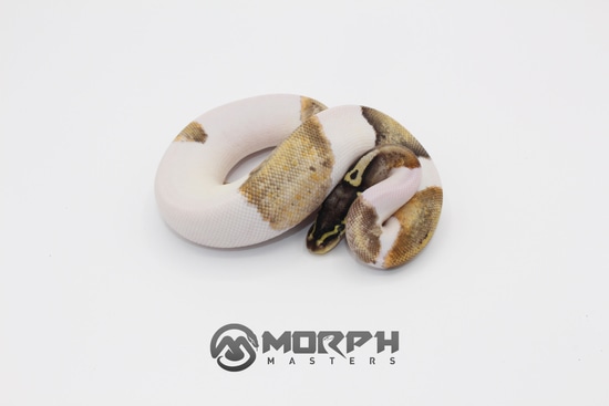Pastel Pied Dbl Het Lavender Albino Clown Ball Python by MorphMasters