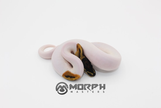 Pied Het Albino Ball Python by MorphMasters