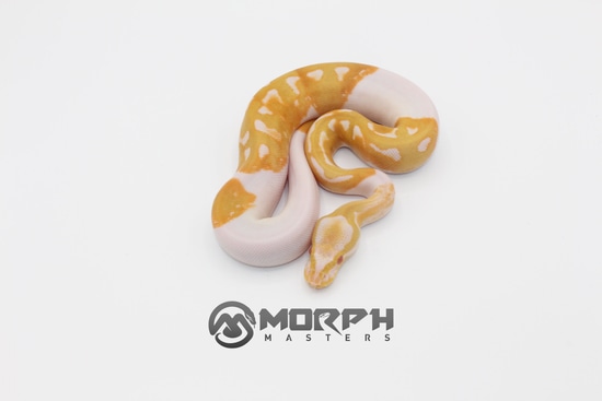 Albino Pied Ball Python by MorphMasters