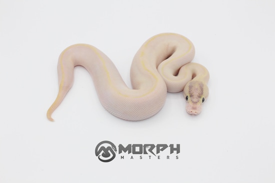 Ivory (Possible Super OD) Dbl Het Clown Pied Ball Python by MorphMasters